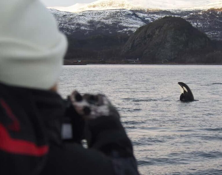 From Alta: Small group Whale watching - An in-depth look at Norway’s Arctic whale watching experience
