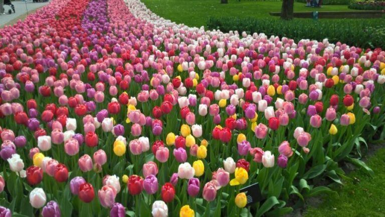 From Amsterdam: Keukenhof and Zaanse Schans Small Group Tour - The Practical Details
