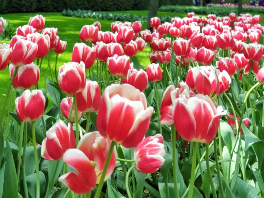 From Amsterdam: Small Group Keukenhof & City Tour Delft - Analyzing the Value