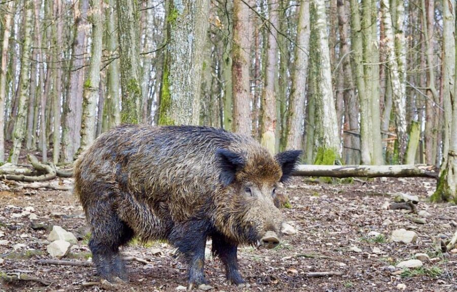 From Amsterdam: Small Group Tour NP Hoge Veluwe (Van Gogh) - Who Should Consider This Tour?