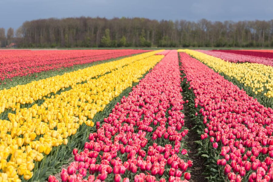 From Amsterdam: take the famous Tulip route tour - A Deep Dive Into the Tulip Route Tour