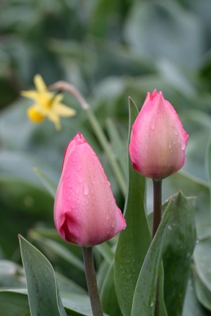 From Amsterdam: Tulip Fields of Holland Tour - Limitations and Considerations