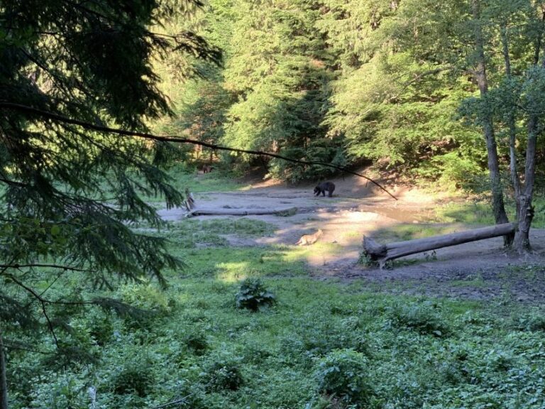 From Brasov: Bear Watching in the Wild ( 100 % ) - Deep Dive into the Itinerary