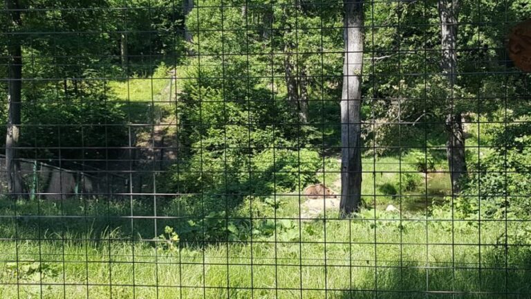 From Brasov: Libearty Bear Sanctuary Guided Tour - An In-Depth Look at the Libearty Bear Sanctuary Tour