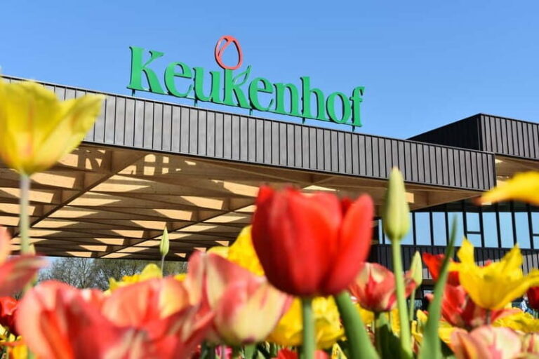 From Brussels: Keukenhof & Windmills Full-Day Guided Tour - What the Reviews Say
