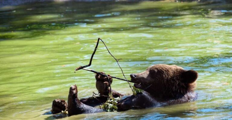 From Bucharest: Bear Sanctuary and Dracula Castle Day Tour - An In-Depth Look at the Tour