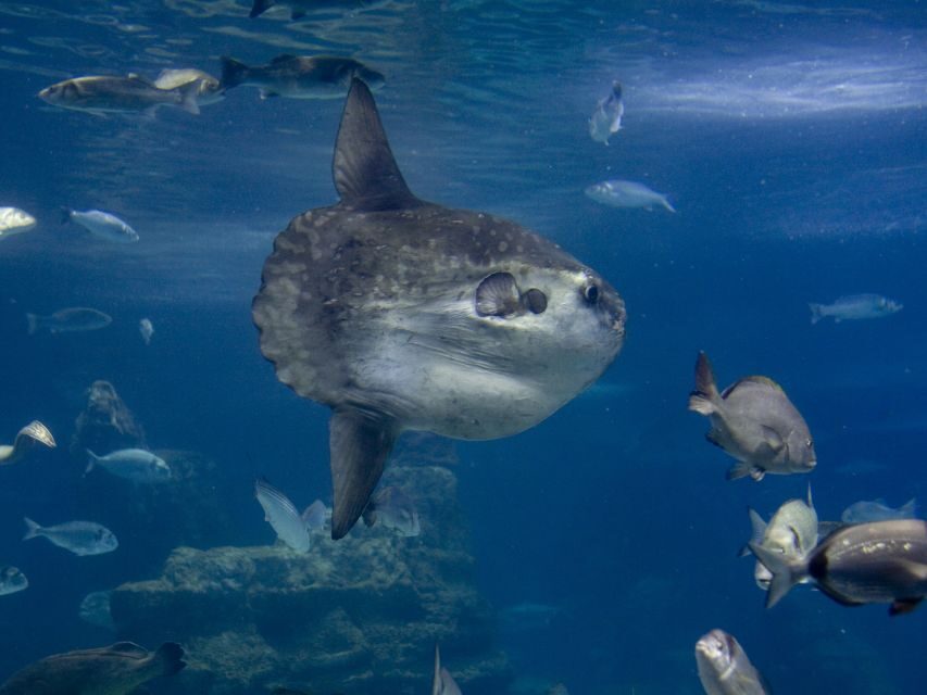 From Costa Brava: Barcelona Day Trip with Aquarium Visit - The Transport and Logistics