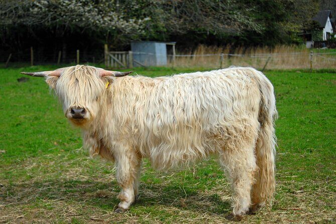 From Edinburgh: Glenfinnan, Highlands & Hairy Coos - Authentic Experiences and the Guides Role