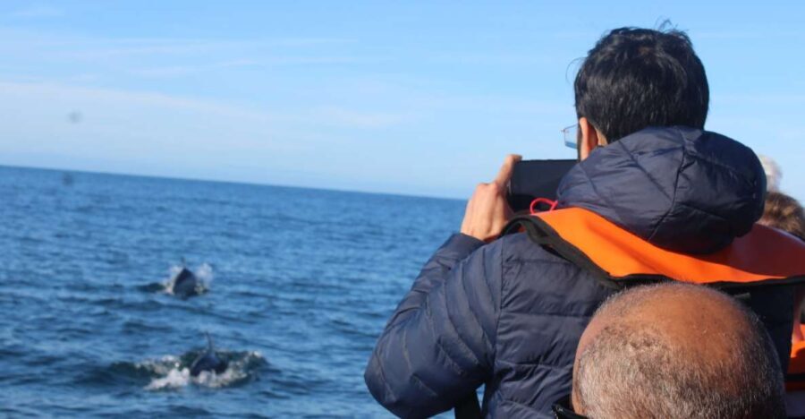 From Faro: Dolphin Watching & 2 Islands Tour - Who Is This Tour Best Suited For?