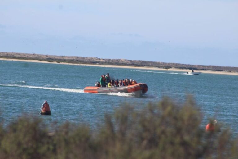 From Faro: Wildlife and Dolphin-Watching Speedboat Tour - The Value of This Tour
