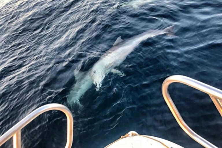 From Fazana: Private sunset dolphin tour - The Value of This Tour