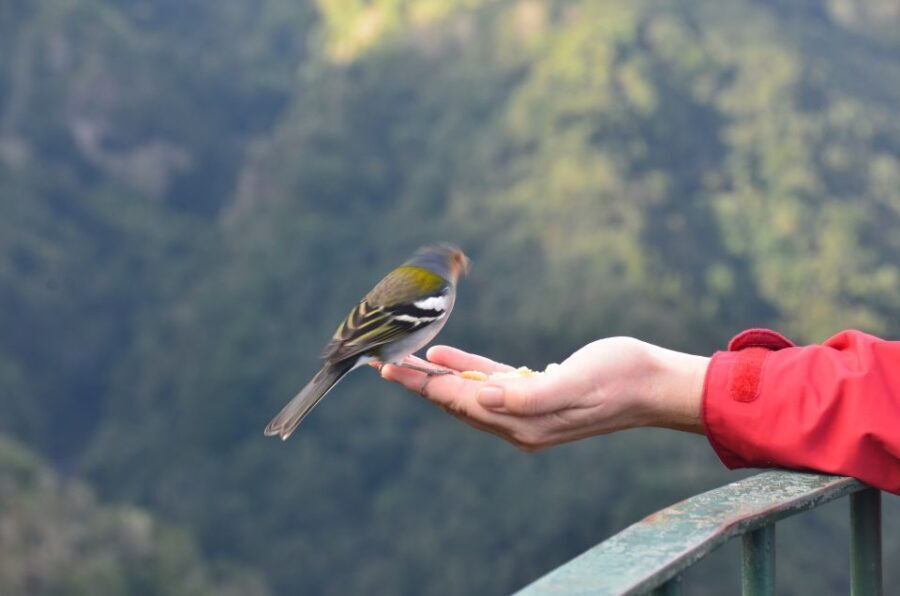 From Funchal: East Tour Madeira 4x4 Jipe Tour Santana Houses - What Sets This Tour Apart?