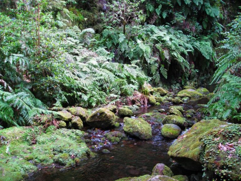 From Funchal: São Jorge Valleys Levada Walk - What You Can Expect on This Tour