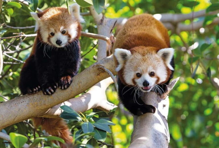 From Gran Canaria: Day Trip to Loro Parque Tenerife - Who Will Love This Tour?