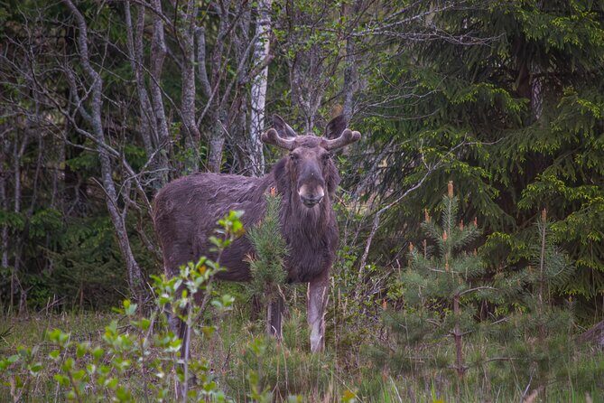 From Helsinki: Moose Safari with Campfire Dinner - Why This Tour Is Worth Considering