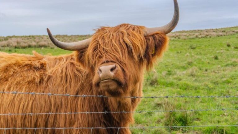 From Inverness: Cawdor Castle and Cairngorms National Park - Why This Tour Works