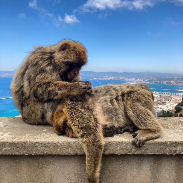 From Jerez: Gibraltar Full Day Tour - What the Tour Provides and Its Value