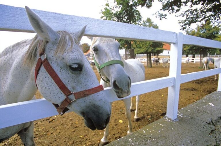 From Ljubljana: Lipica Stud Farm and Piran Full-Day Tour - Journey to Lipica Stud Farm