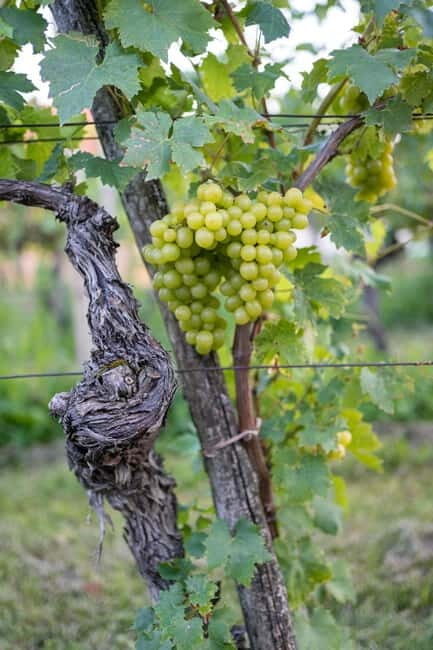 From Ljubljana: Vipava Valley Wine Express Tour - Final Thoughts