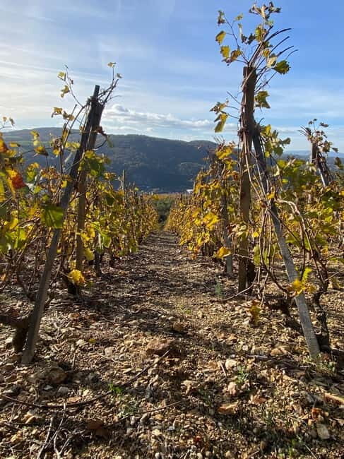 From Lyon: Private Beaujolais Tour, Tastings & Restaurant - Who Will Love This Tour?