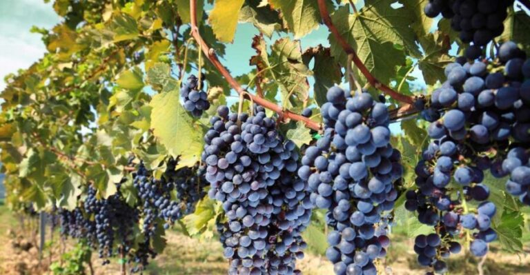 From Madrid: Alcalá de Henares, Winery Tour & Wine Tasting - Who Will Love This Tour?