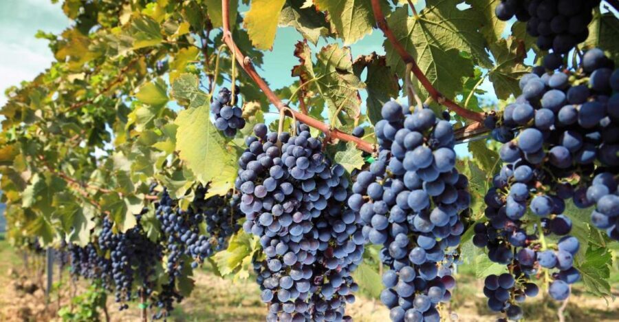 From Madrid: Alcalá de Henares, Winery Tour & Wine Tasting - Who Will Love This Tour?