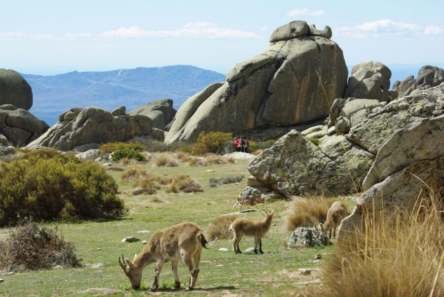 From Madrid: Sierra de Guadarrama Hiking Day Trip - Authentic Experiences and Review Insights