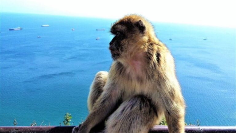 From Málaga or Marbella: Private Gibraltar Tour - What to Expect from Your Gibraltar Private Tour