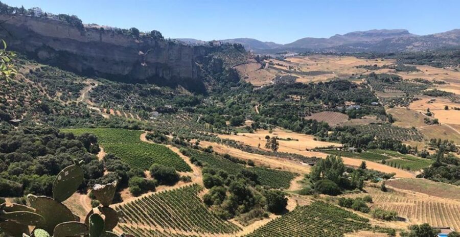 From Marbella: Ronda Tour Wineries Tour with Lunch - The Itinerary Breakdown: What Makes It Stand Out