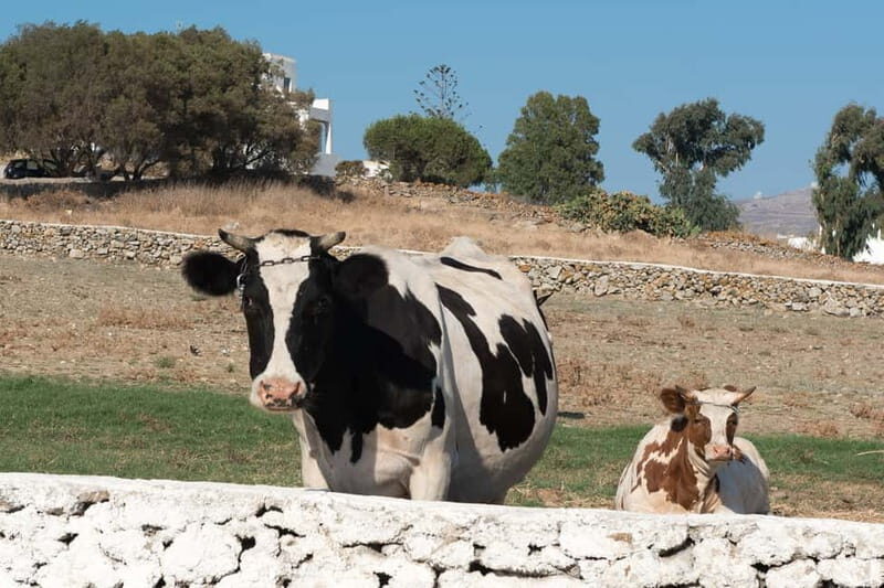 From Mykonos: Ano Mera Farm Tour - Who Should Consider This Tour?