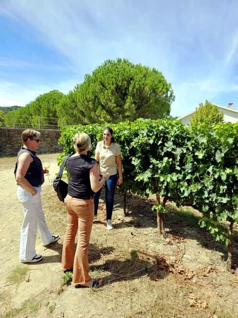 From Porto: Premium Douro Valley 4 Vineyards Tour with Lunch - Why This Tour Stands Out