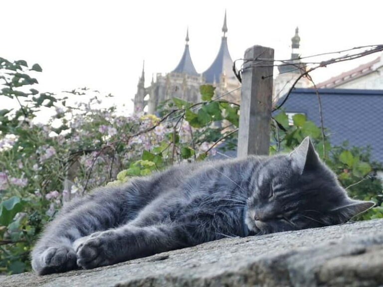 From Prague: Kutná Hora, Bone Church & Folk Village Day Tour - Value and Pricing: Is It Worth It?