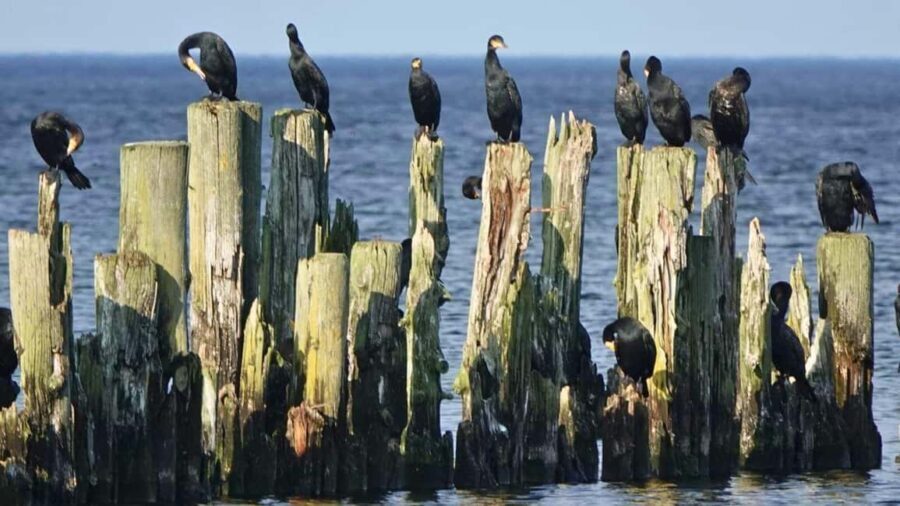 From Riga: Jrmala, Kemeri, and Baltic Sea Tour with Picnic - Who Will Love This Tour?