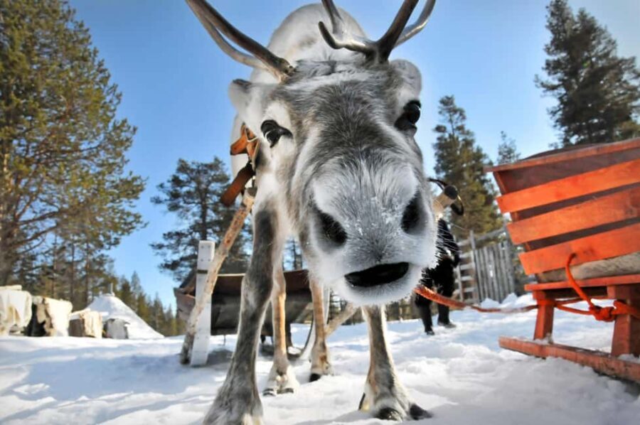 From Rovaniemi: Reindeer Farm Visit with Sleigh Ride - FAQ