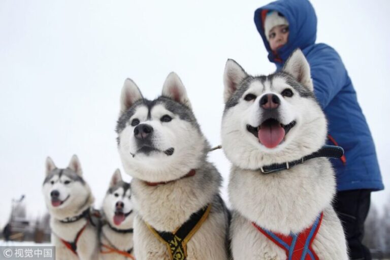 From Rovaniemi: Self-Driven 10km Husky Sled Ride - What to Expect from the 10km Husky Sled Ride