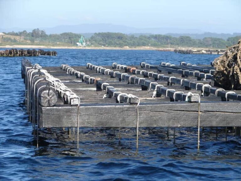 From Santiago: Rías Baixas Tour with boat trip and winery - Practical Details and Tips