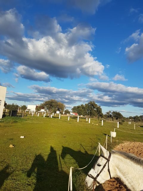 From Seville: Horseback Riding Experience in Aljarafe - What to Expect During the Ride