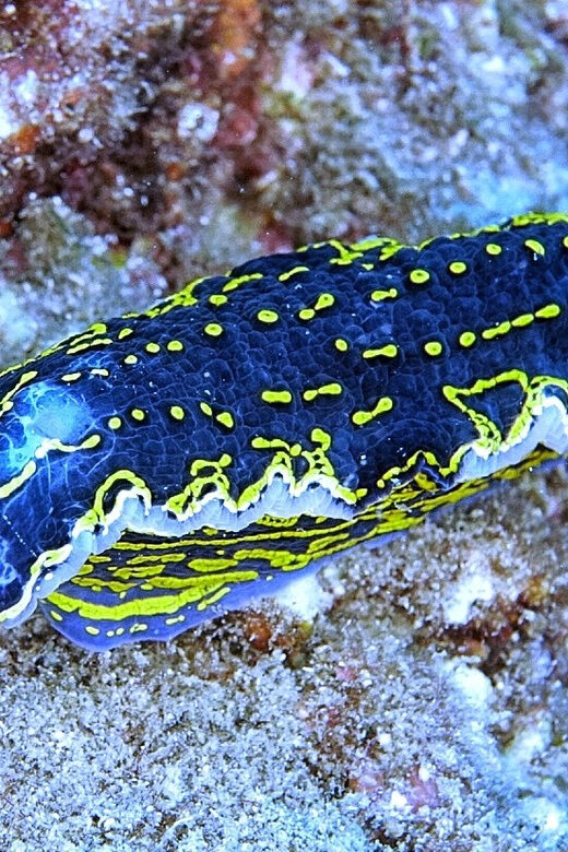 From Side: Guided Scuba Diving in Alanya w/ Lunch & Transfer - Who Is This Tour Best For?