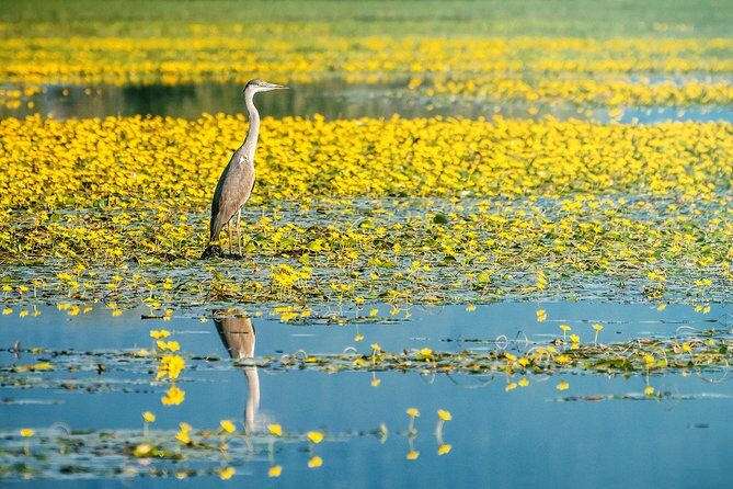 From Thessaloniki: Private Day Trip to Kerkini Lake - Practical Details & Tips