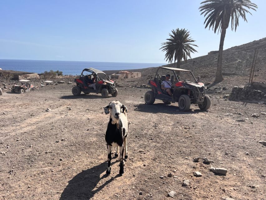 Fuerteventura : 2 hours Buggy Tour in Punta de Jandía - The Value of the Experience