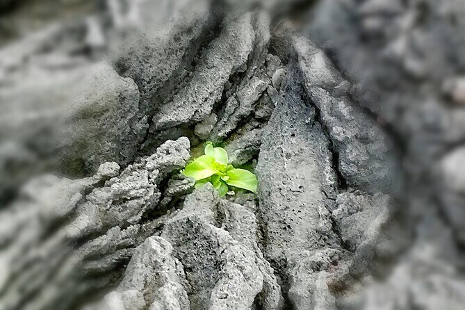 Full-Day 4x4 Tour to Sete Cidades Volcano - Final Thoughts