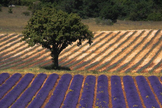 Full Day Ocean of Lavender in Valensole from Avignon - Practical Tips for a Seamless Experience