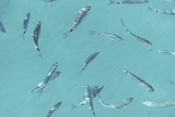 Full Day on a Private Sailboat in Mallorca - Final Thoughts