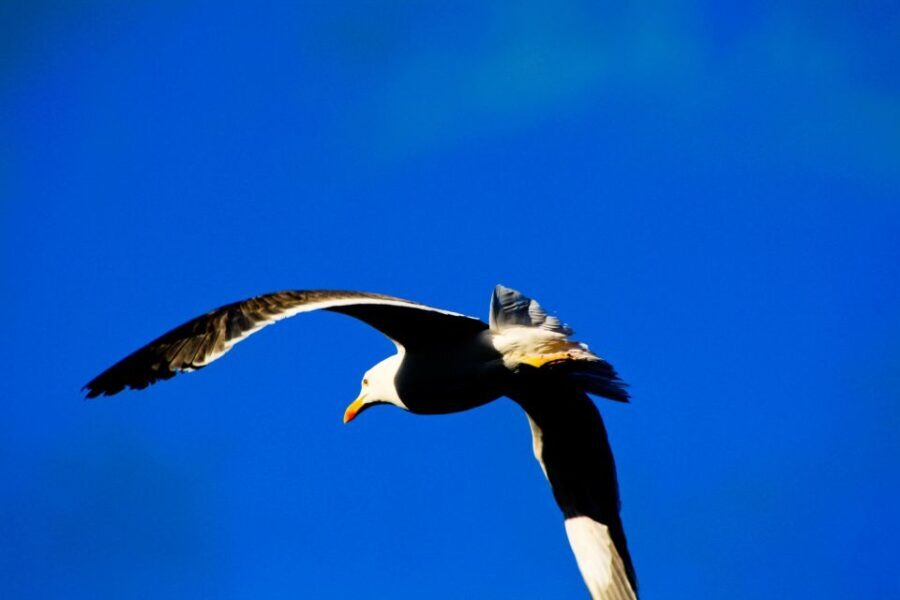 Full Day Ponta de São Lourenço - Natural Reserve - The Practical Details