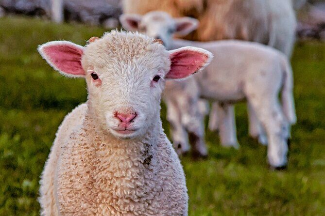 Full-Day Private Historical Tour at Ring of Kerry - What to Expect: Transportation, Timing & Personalization