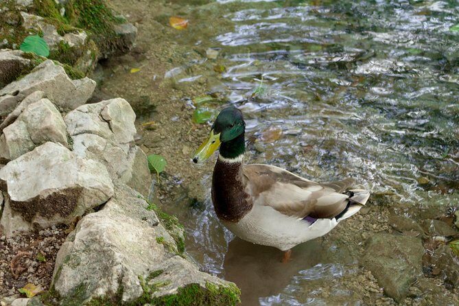 Full-Day Private Plitvice Lakes National Park Tour from Split - FAQs