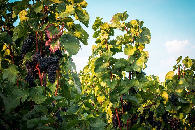 Full Day Private Tour to Kutná Hora with Wine Tasting - Why You’ll Love This Tour