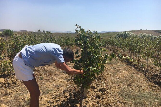 Full-Day Wine Tour in Western Sicily - Worth the Cost? Analyzing the Value