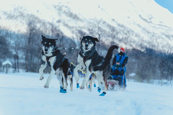 Fun & Easy Dog Sledding Adventure from Tromsø - Early Bird Tour - Analyzing the Value: Price & Experience