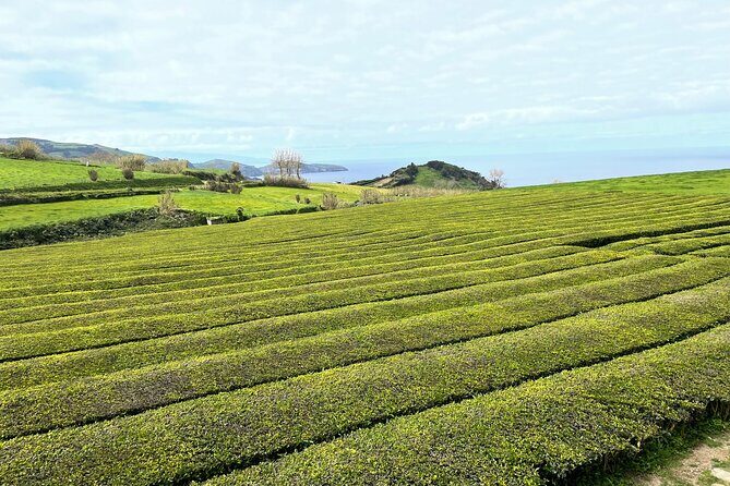 Furnas Vale, Gorreana Tea Factory Private Van Tour - Exploring São Miguel’s Natural Wonders and Cultural Treasures